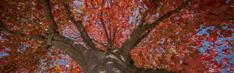 aboutcover - Maltby Tree